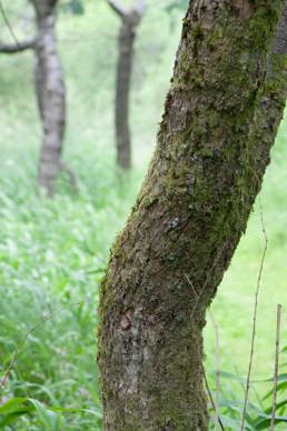 Loch Libo - Woodland Trust