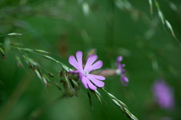 Loch Libo - Woodland Trust