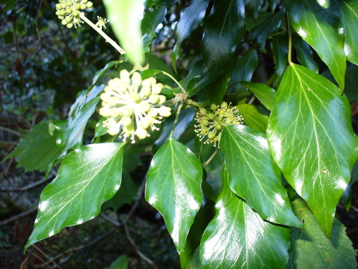 Lower Nethan Gorge - Woodland Trust