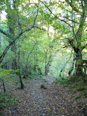 Lower Nethan Gorge - Woodland Trust