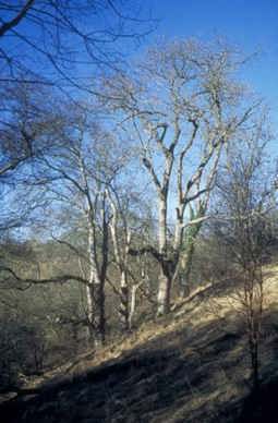 Lower Nethan Gorge - Woodland Trust