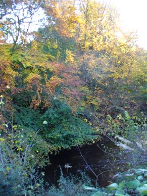 Lower Nethan Gorge - Woodland Trust