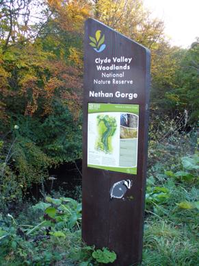 Lower Nethan Gorge - Woodland Trust