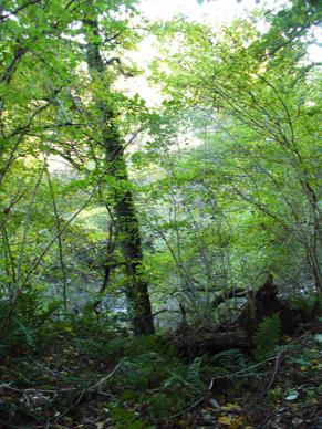 Lower Nethan Gorge - Woodland Trust