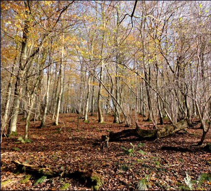 Long Wood - Woodland Trust