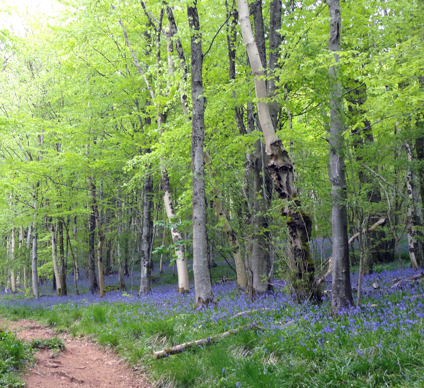Long Wood - Woodland Trust