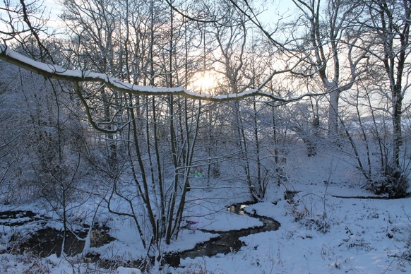 Georges Hayes - Woodland Trust