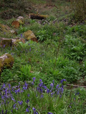 Eridge Rocks - Woodland Trust