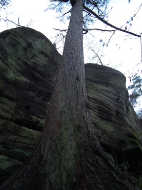 Eridge Rocks - Woodland Trust