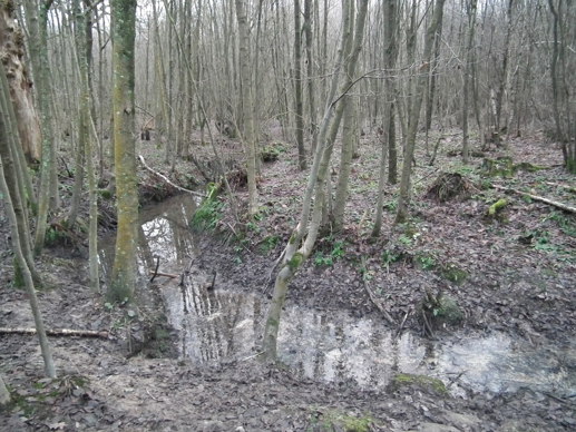 Eridge Rocks - Woodland Trust