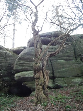 Eridge Rocks - Woodland Trust