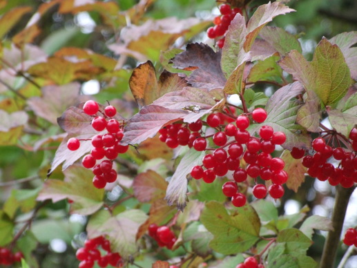 Saltburn Gill - Woodland Trust
