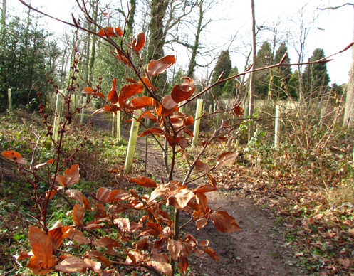 Glasshouse Spinney - Woodland Trust