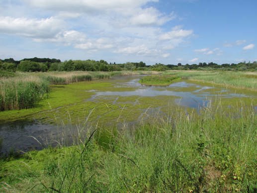 Brandon Marsh SSSI - Woodland Trust
