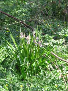 Oakwood and Blacklow Spinney - Woodland Trust