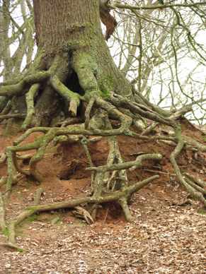 Kenilworth Common LNR - Woodland Trust