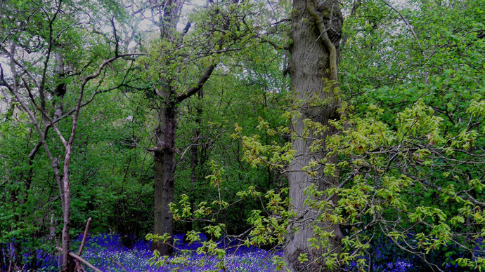 Ryton Wood SSSI - Woodland Trust