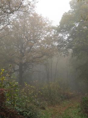 Ryton Wood SSSI - Woodland Trust