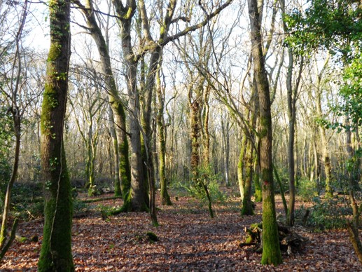 Green Lane Wood - Woodland Trust