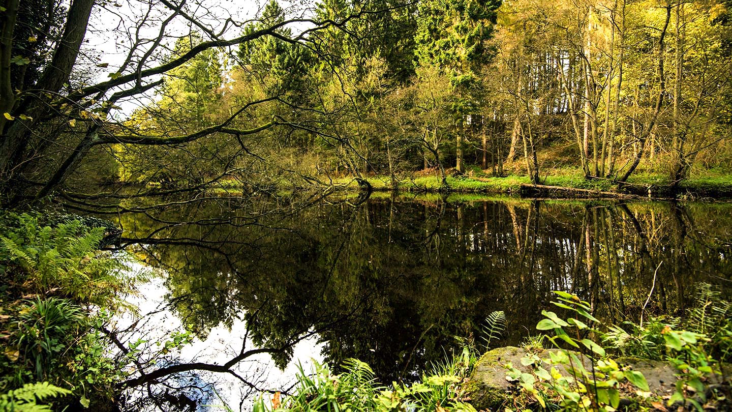 Restore and Plant River Woodland - Woodland Trust - Woodland Trust