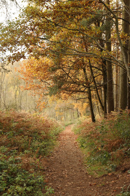 Chaddesley Wood NNR - Woodland Trust
