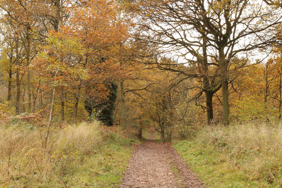 Chaddesley Wood NNR - Woodland Trust