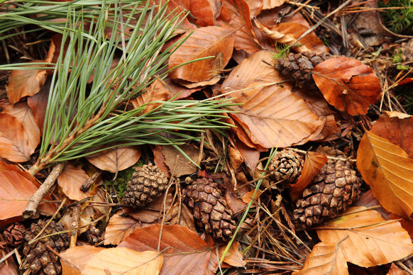 Chaddesley Wood NNR - Woodland Trust
