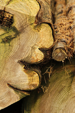 Chaddesley Wood NNR - Woodland Trust