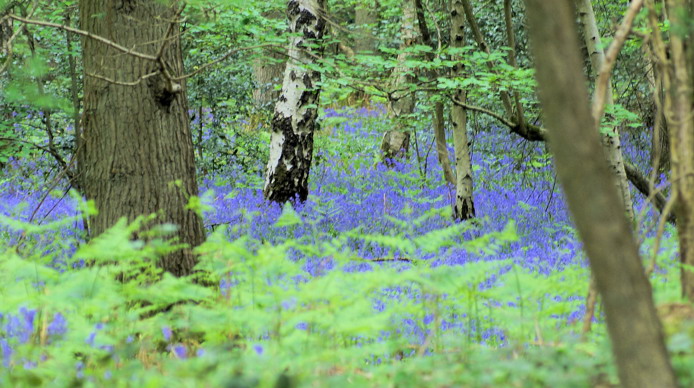 Chaddesley Wood NNR - Woodland Trust
