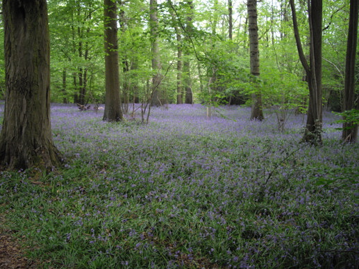 Chaddesley Wood NNR - Woodland Trust