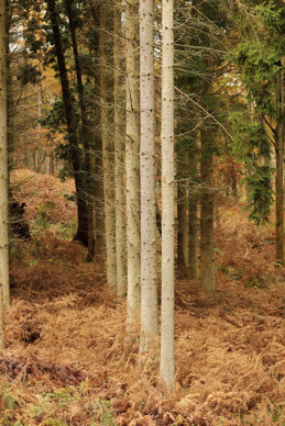 Chaddesley Wood NNR - Woodland Trust