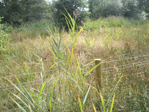Askham Bog - Woodland Trust