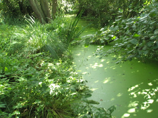 Askham Bog - Woodland Trust