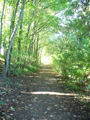 Askham Bog - Woodland Trust