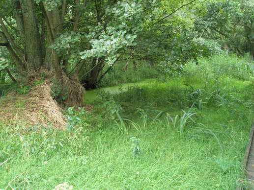 Askham Bog - Woodland Trust