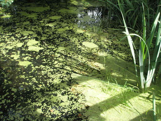 Askham Bog - Woodland Trust