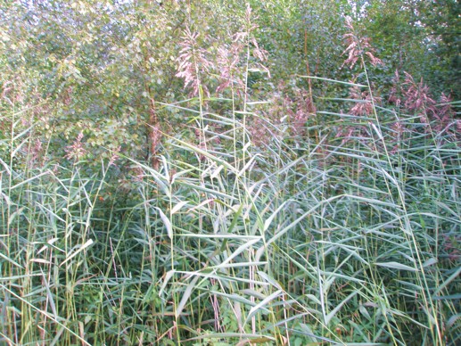 Askham Bog - Woodland Trust
