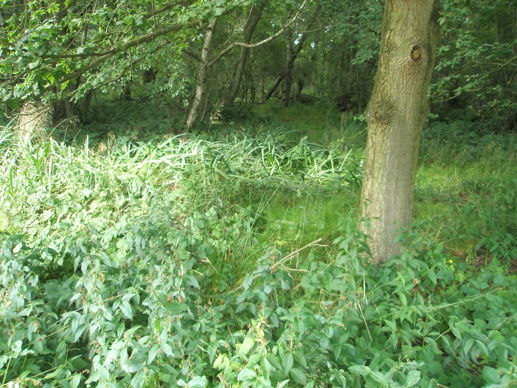 Askham Bog - Woodland Trust