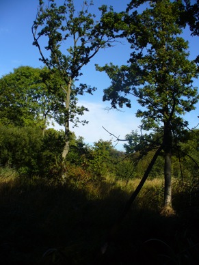 Askham Bog - Woodland Trust