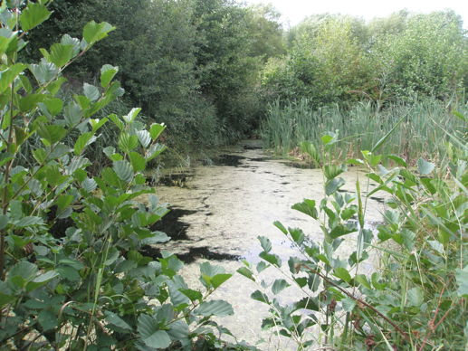 Askham Bog - Woodland Trust