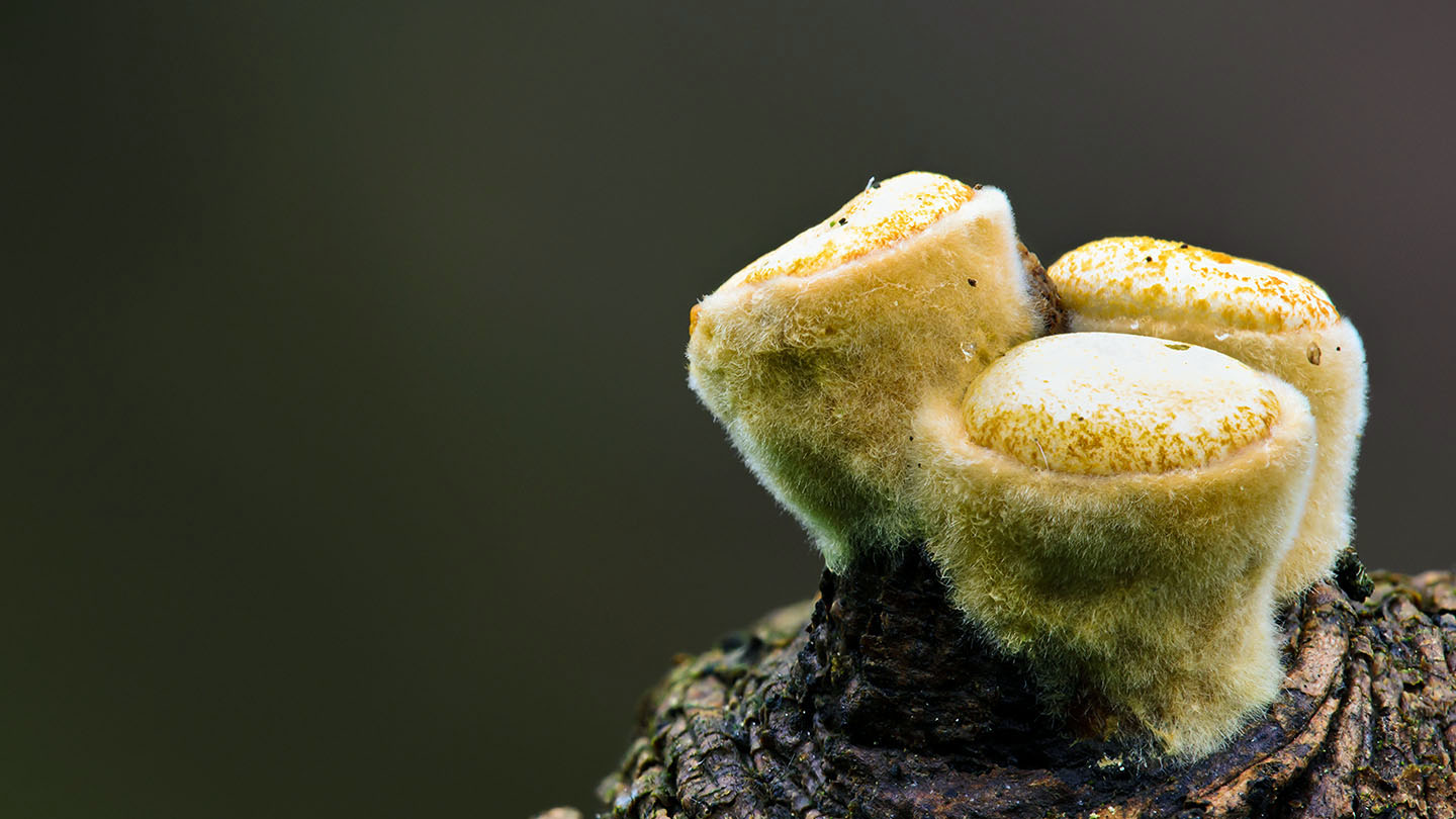 Common Bird’s Nest (Crucibulum laeve) - Woodland Trust
