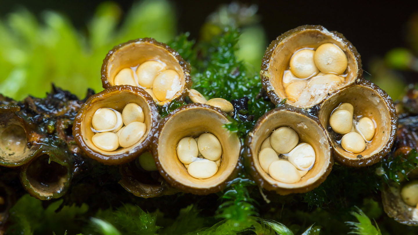 7 Funny Fungi Names To Identify Mushrooms - Woodland Trust