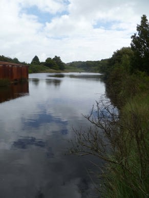 Brading Marshes - Woodland Trust