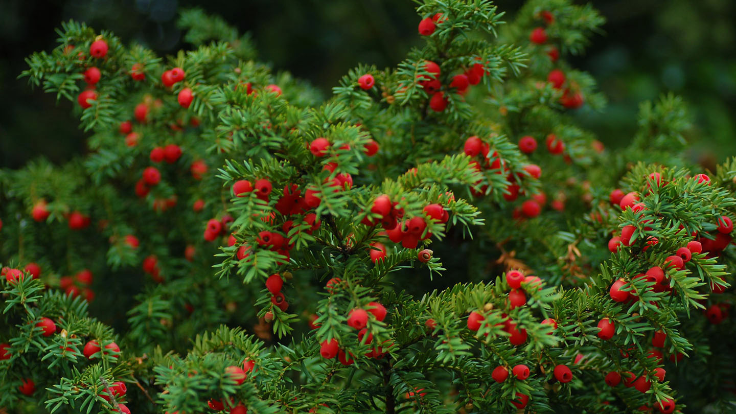 Yew (Taxus baccata) - British Trees - Woodland Trust