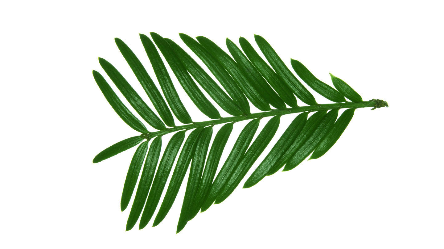 Yew (Taxus baccata) - British Trees - Woodland Trust