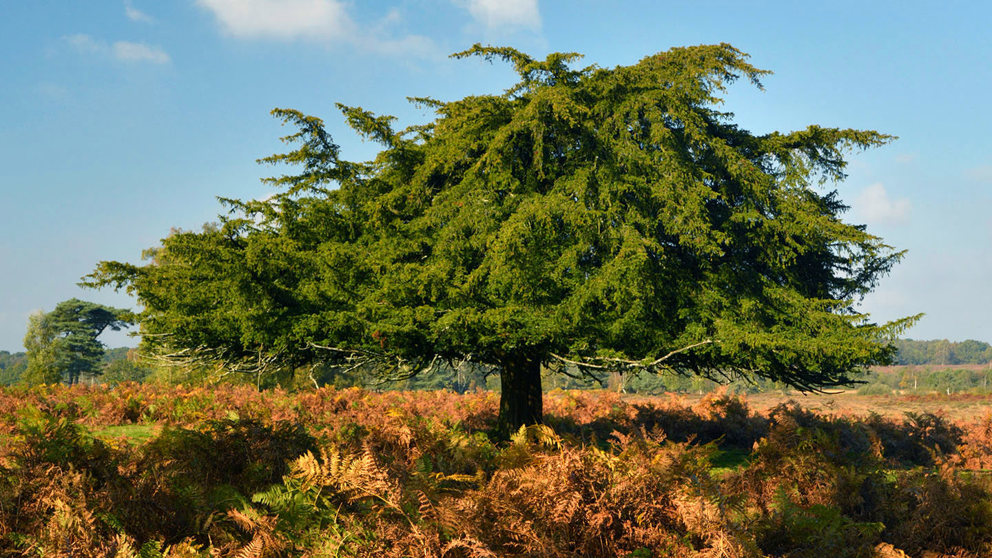British Trees: Folklore and Mythology - Woodland Trust