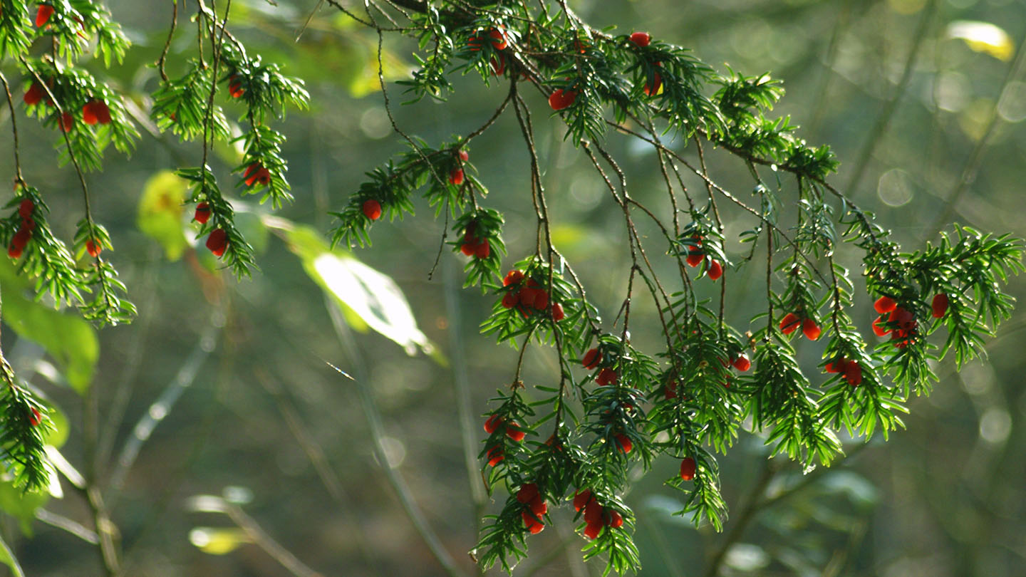 Yew (Taxus baccata) - British Trees - Woodland Trust