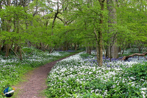 Garston Wood - Woodland Trust
