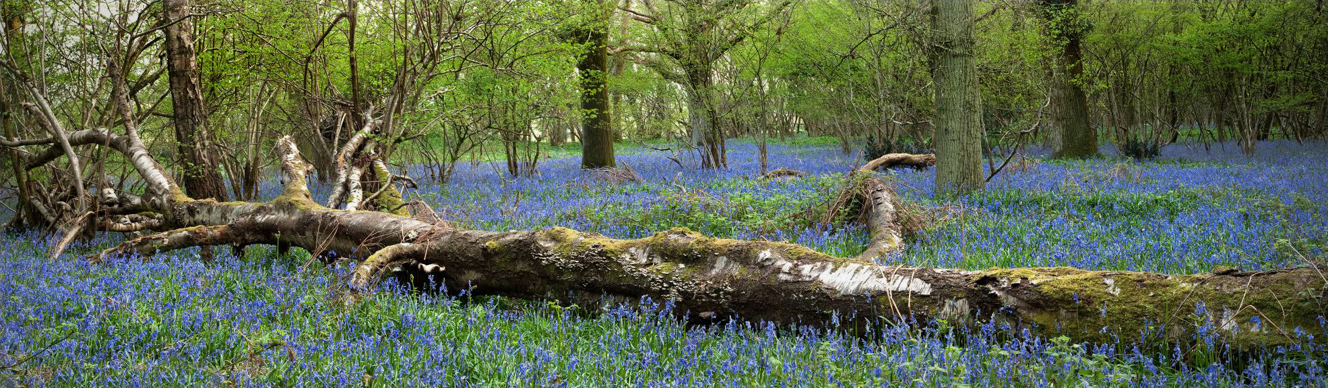 Garston Wood - Woodland Trust