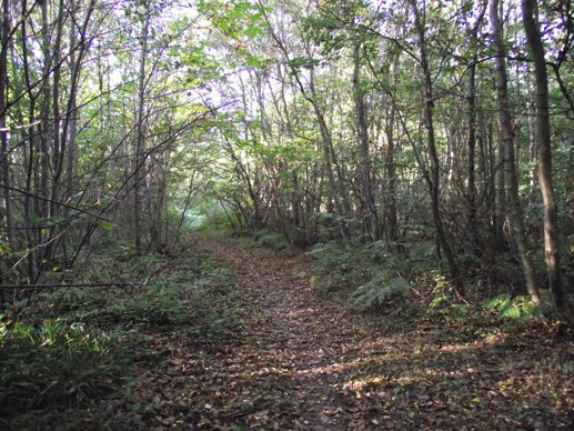 Blean Woods National Nature Reserve - Woodland Trust